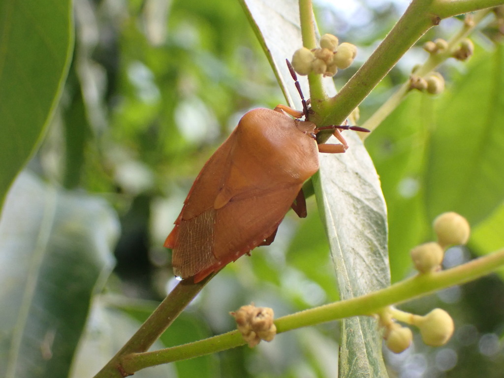 Lychee Stink Bug from 台灣桃園市 on April 4, 2021 at 06:24 PM by Kuan-Chieh ...