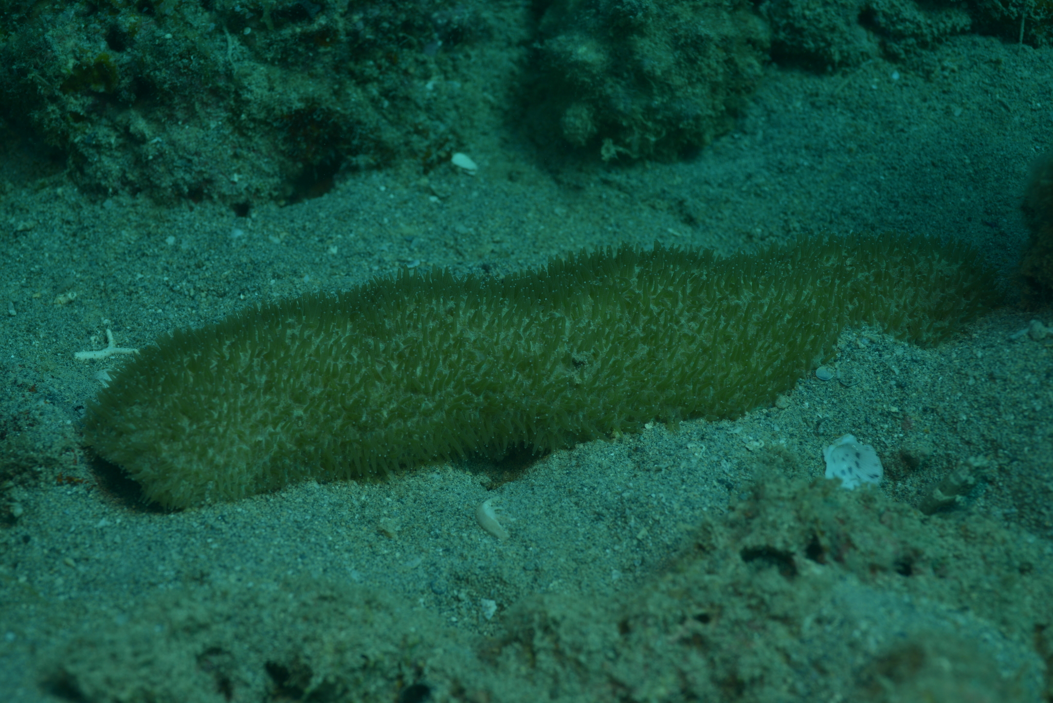 Polyphyllia talpina (Lamarck, 1801)