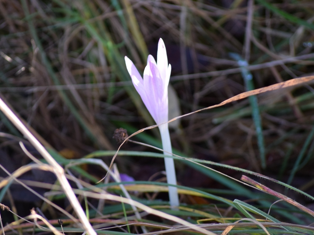 Colchicum autumnale (GENplants) · iNaturalist