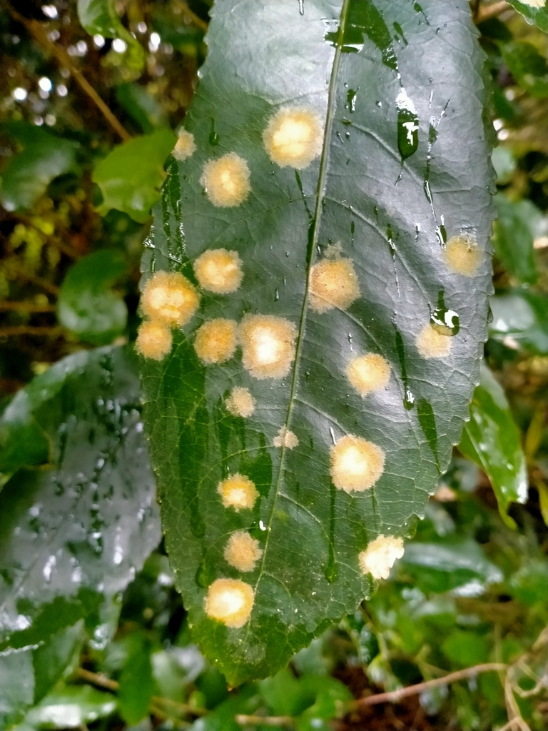 Mahoe Leafspot from George St, 1081, North Dunedin, Dunedin 9016, New ...