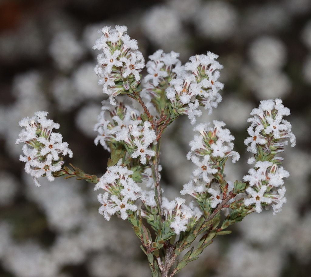 Leucopogon florulentus in June 2021 by robert davis · iNaturalist