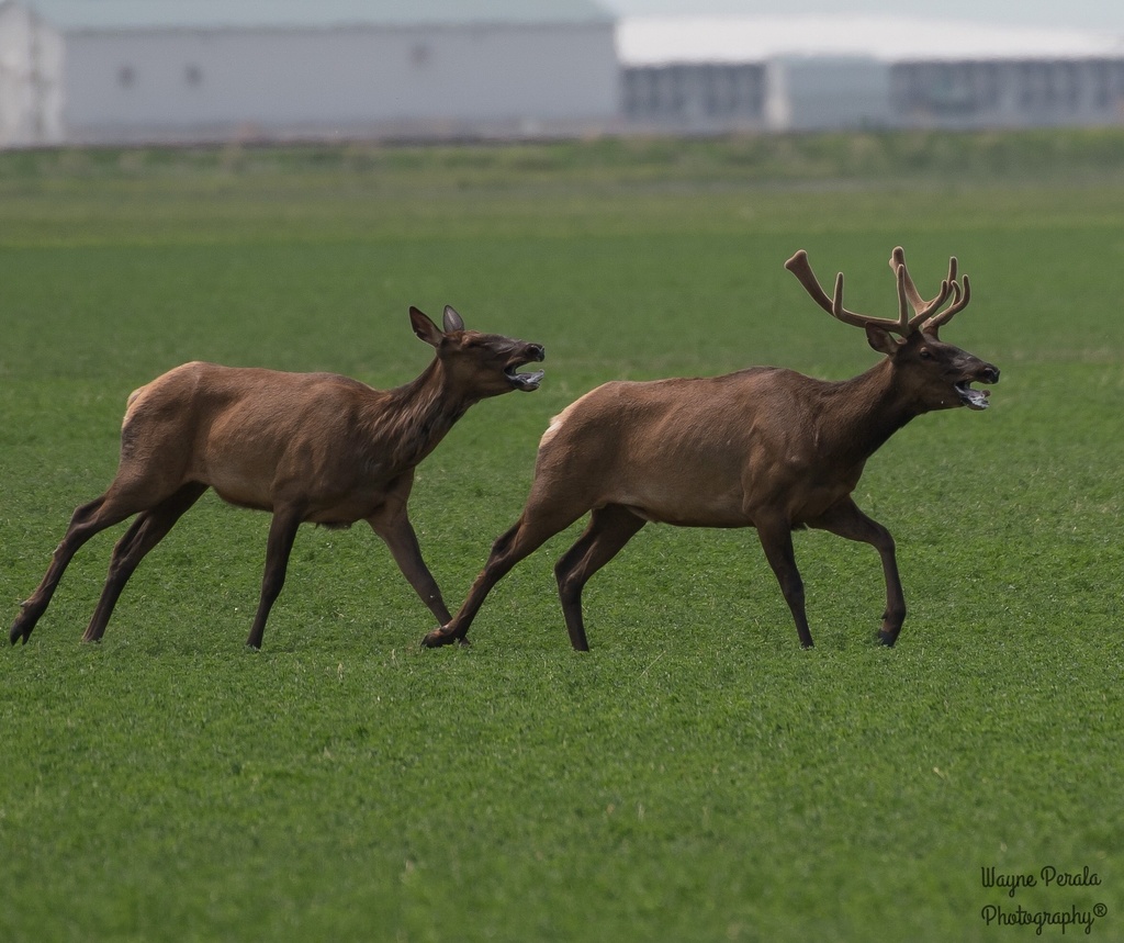 American Elk from Elbow Lake, MN, US on June 09, 2021 at 12:24 PM by ...