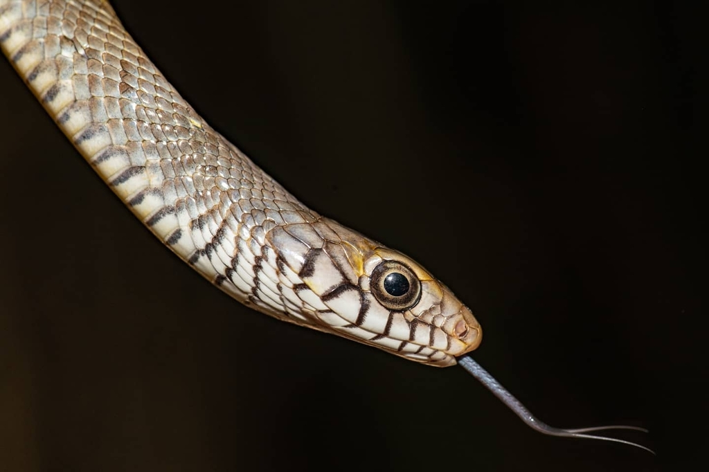 Oriental Rat Snake from Sector 1, Chandigarh, Indien on June 17, 2021 ...