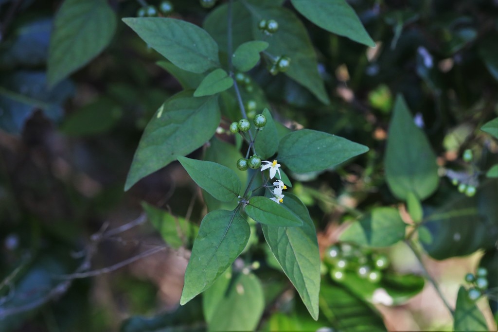 Black Nightshade Complex from Coffs Harbour NSW, Australia on June 17 ...