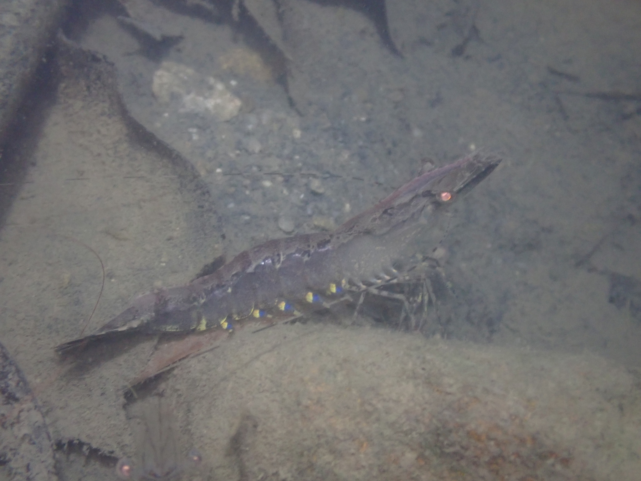 Penaeus monodon Fabricius, 1798