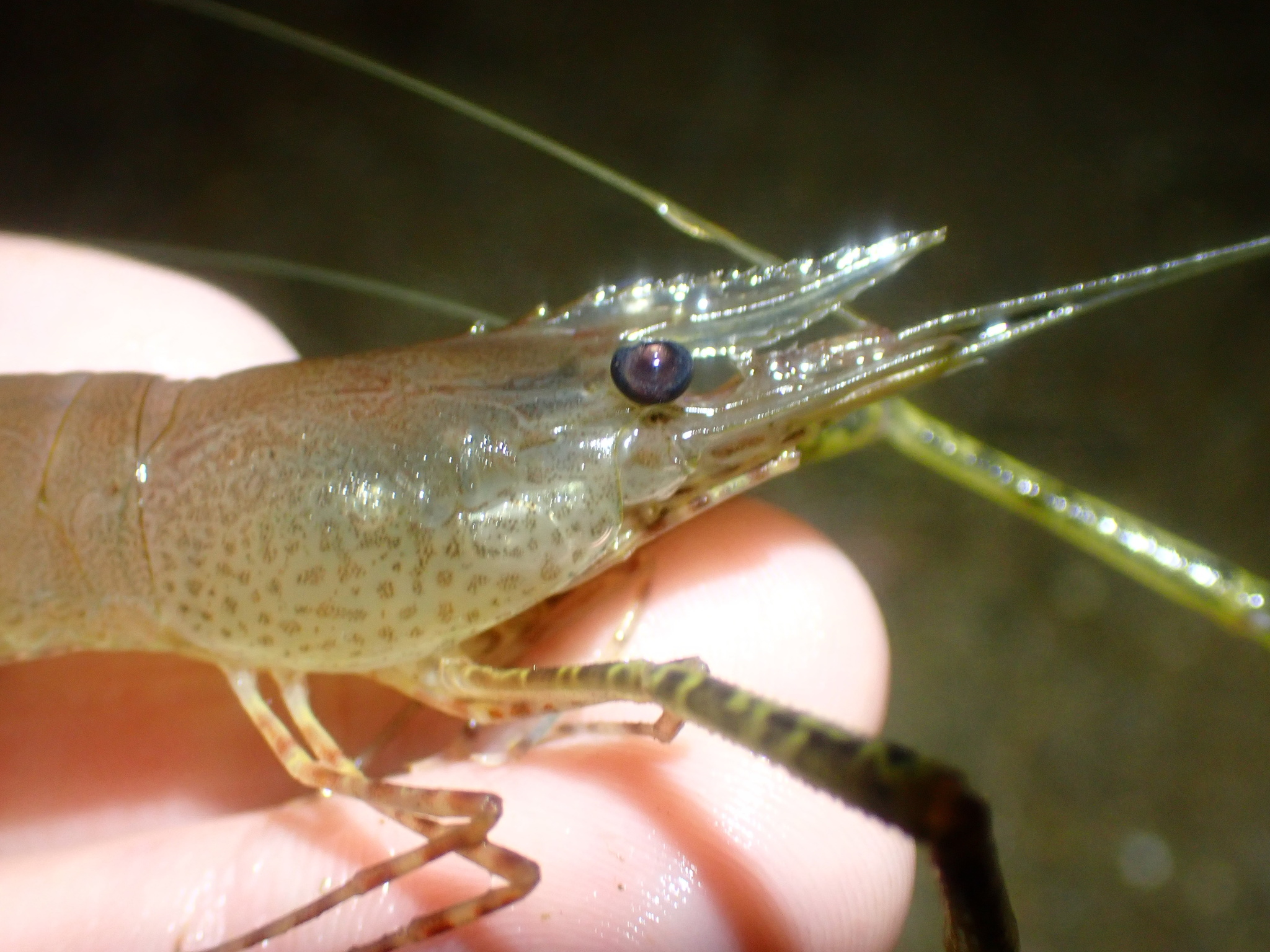 Macrobrachium equidens (Dana, 1852)