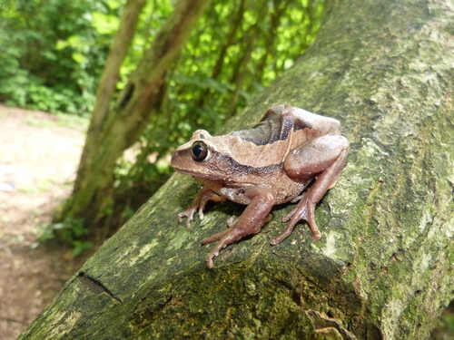 Mozambique Forest Tree Frog (Frogs of South Africa) · iNaturalist