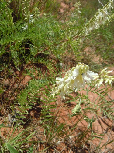 Racemose Milkvetch (Astragalus racemosus var. racemosus)