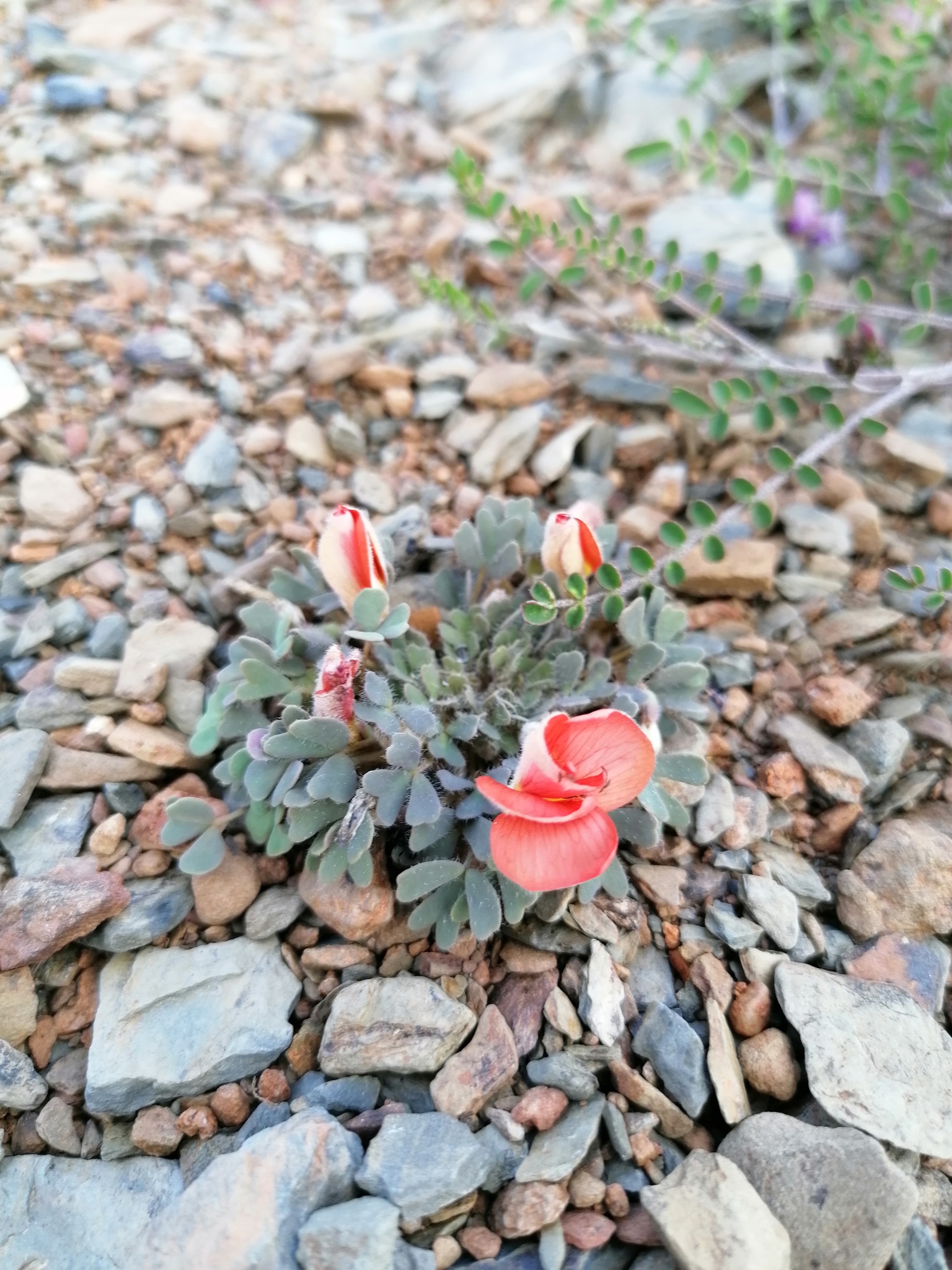 Oxalis annae F.Bolus