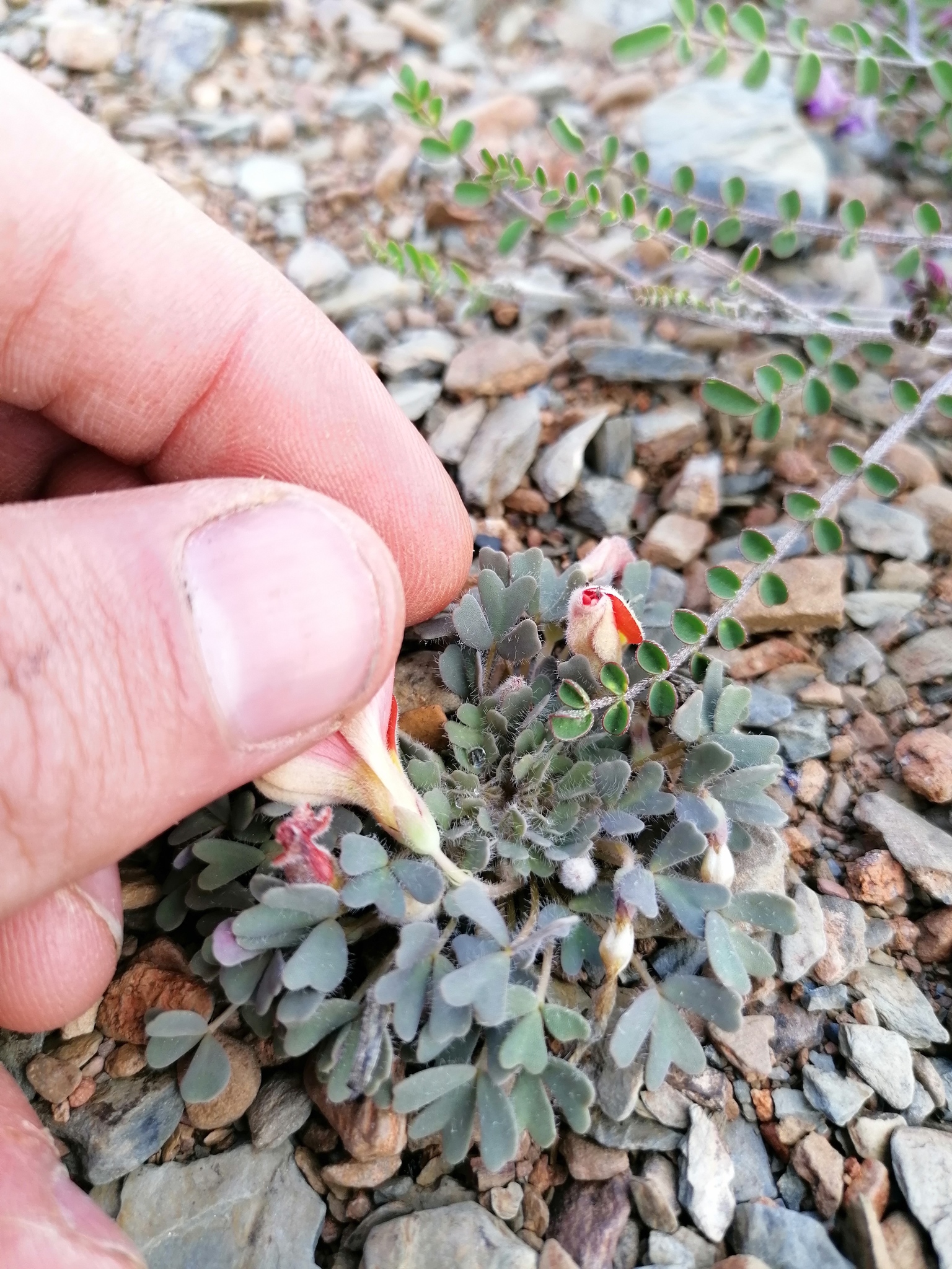 Oxalis annae F.Bolus