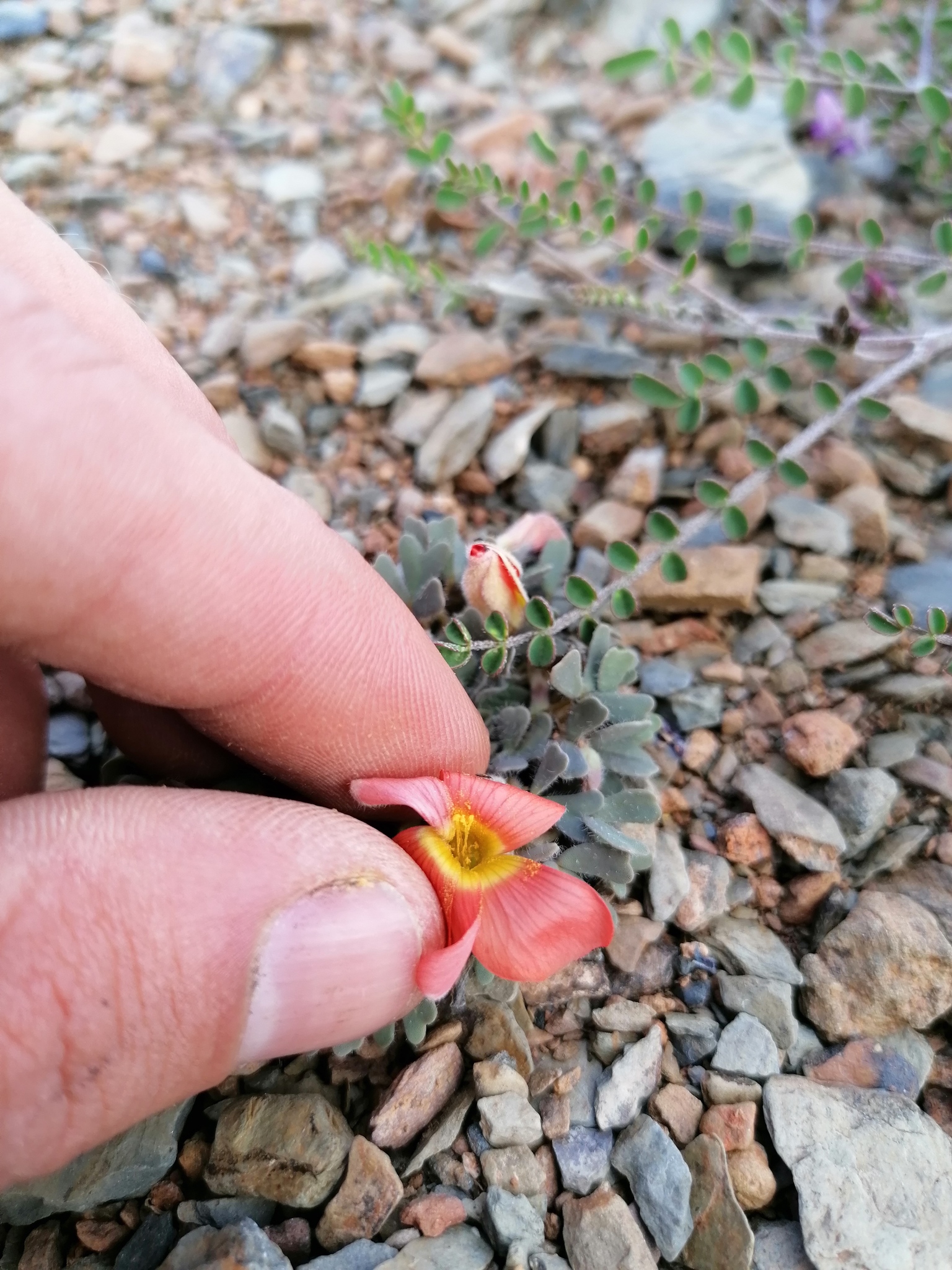 Oxalis annae F.Bolus