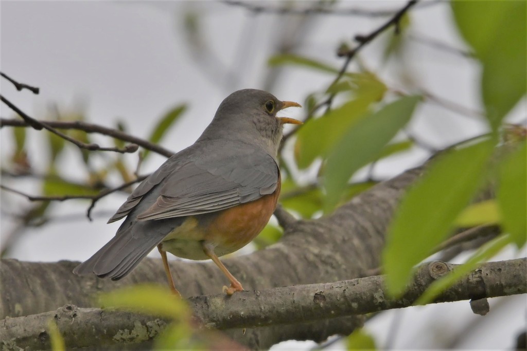 Grey-backed Thrush from Хасанский р-н, Приморский край, Россия on May ...