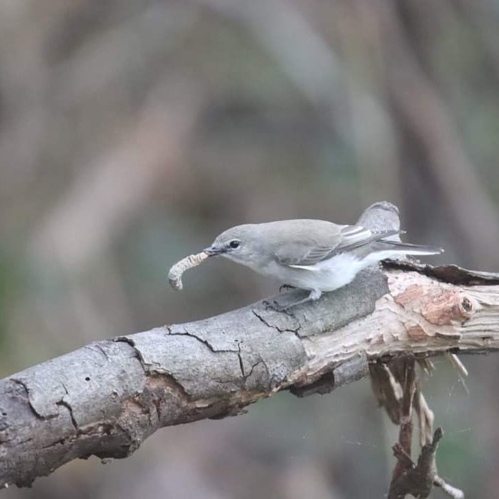 Perching Birds from Macclesfield VIC 3782, Australia on June 17, 2021 ...