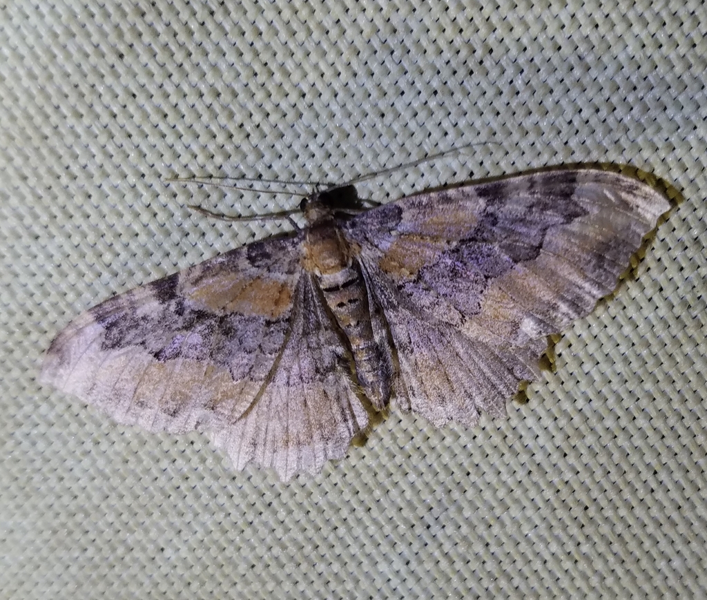 Barberry Geometer Moth from Big Falls Rd on June 15, 2021 at 10:14 PM ...