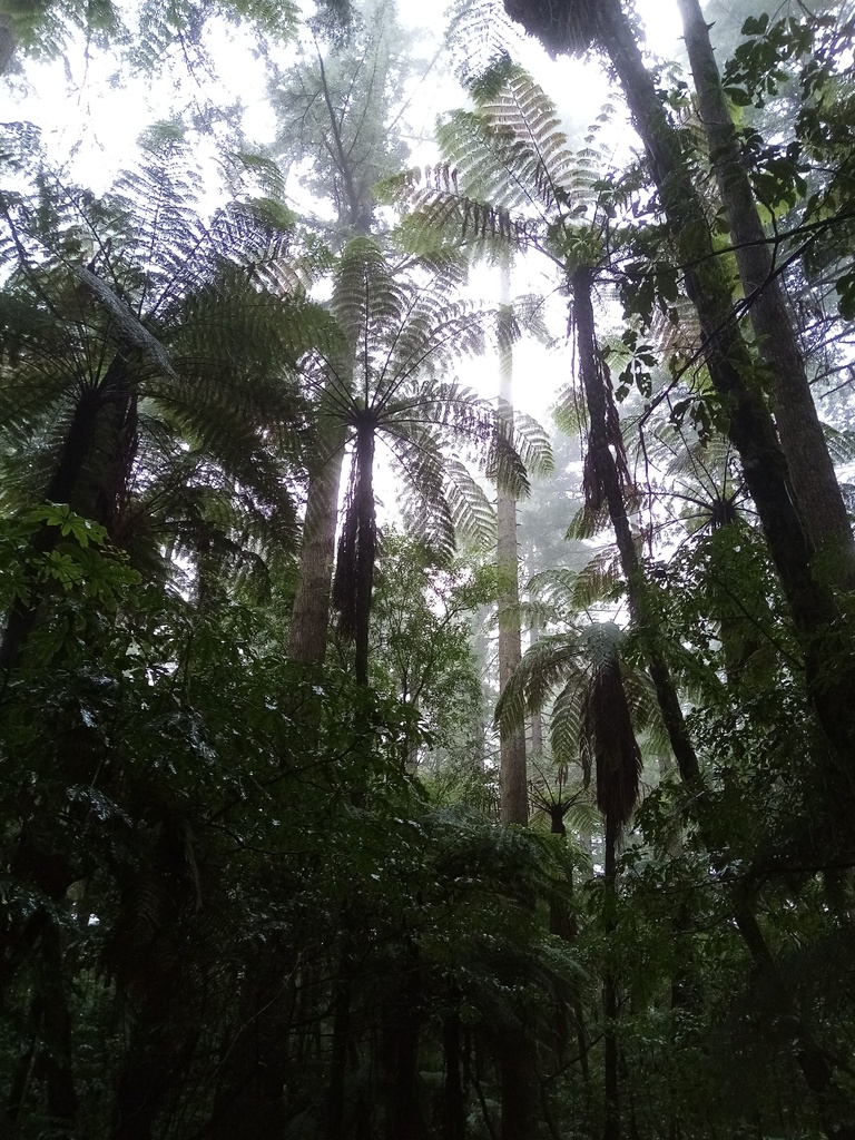black tree fern from Whakarewarewa, Rotorua, New Zealand on June 15 ...