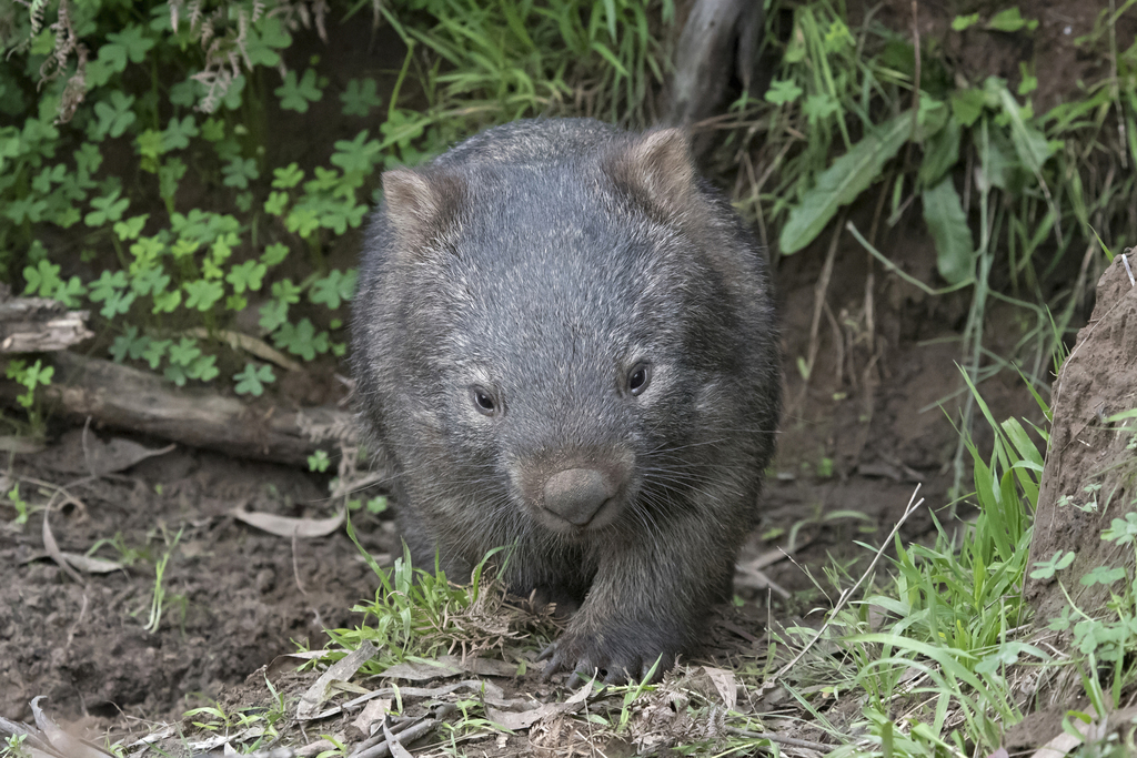 Bare-nosed Wombats (Vombatus) - Know Your Mammals