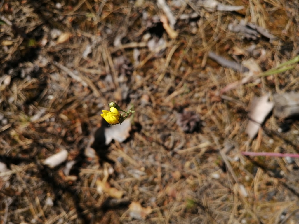 narrow-leaved hawksbeard from Iskitimskiy rayon, Novosibirsk, Russia on ...