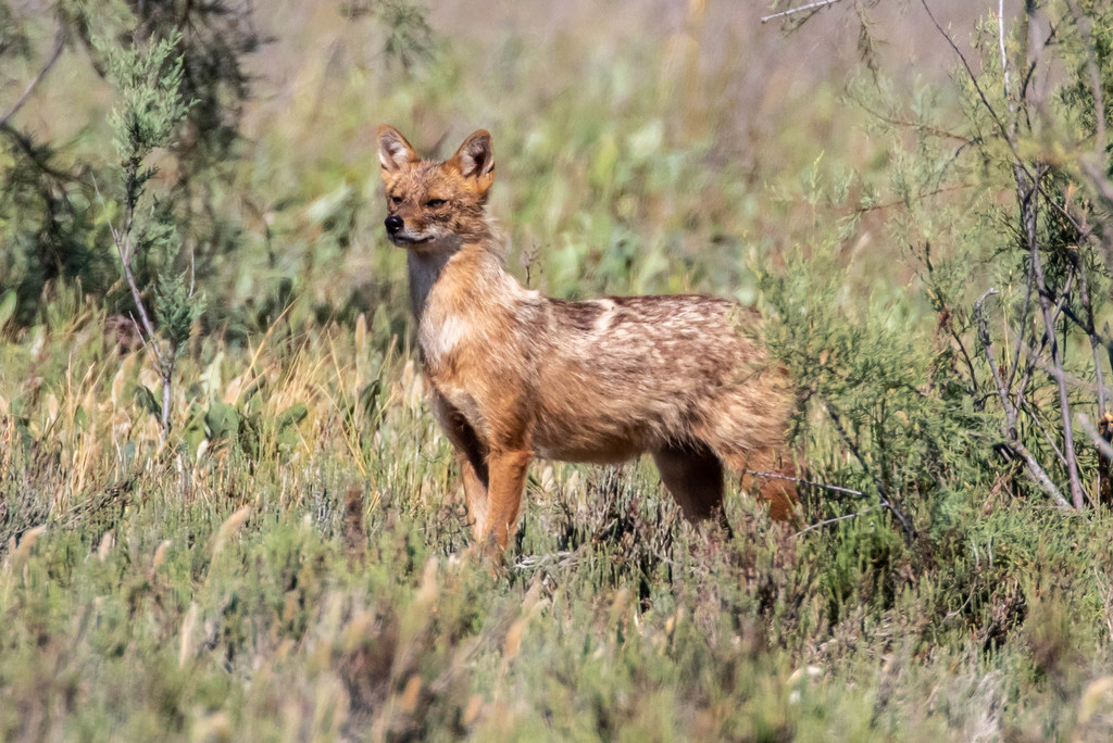 European Jackal from Fier County, Albania on June 15, 2021 at 03:57 PM ...