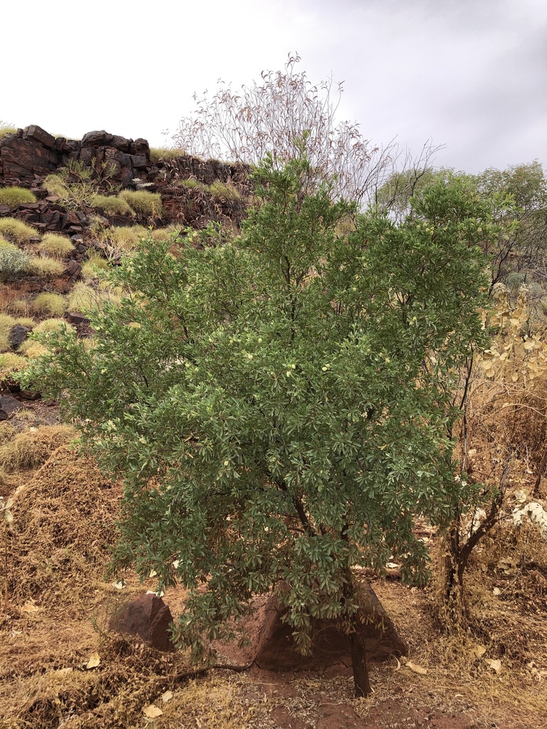 (Terminalia supranitifolia) - Botanical Realm