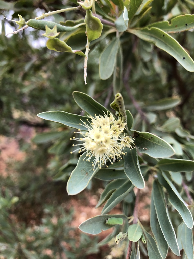 (Terminalia supranitifolia) - Botanical Realm