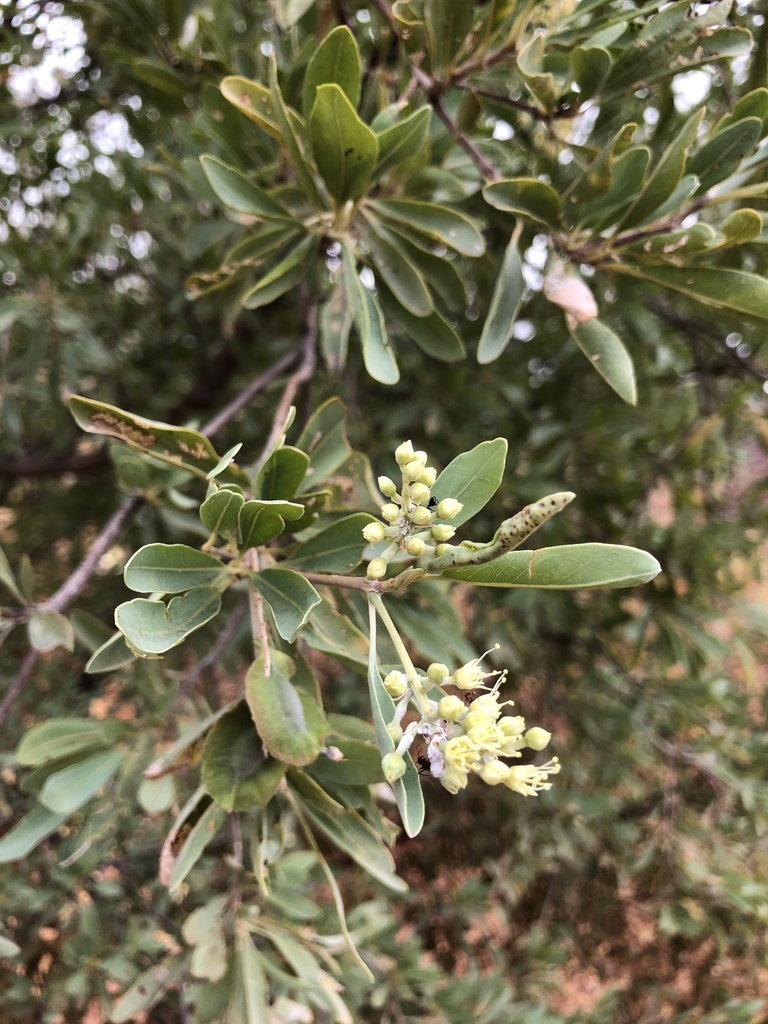 (Terminalia supranitifolia) - Botanical Realm