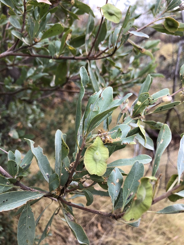 (Terminalia supranitifolia) - Botanical Realm