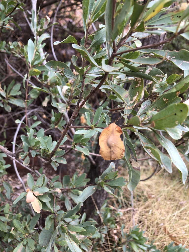 (Terminalia supranitifolia) - Botanical Realm