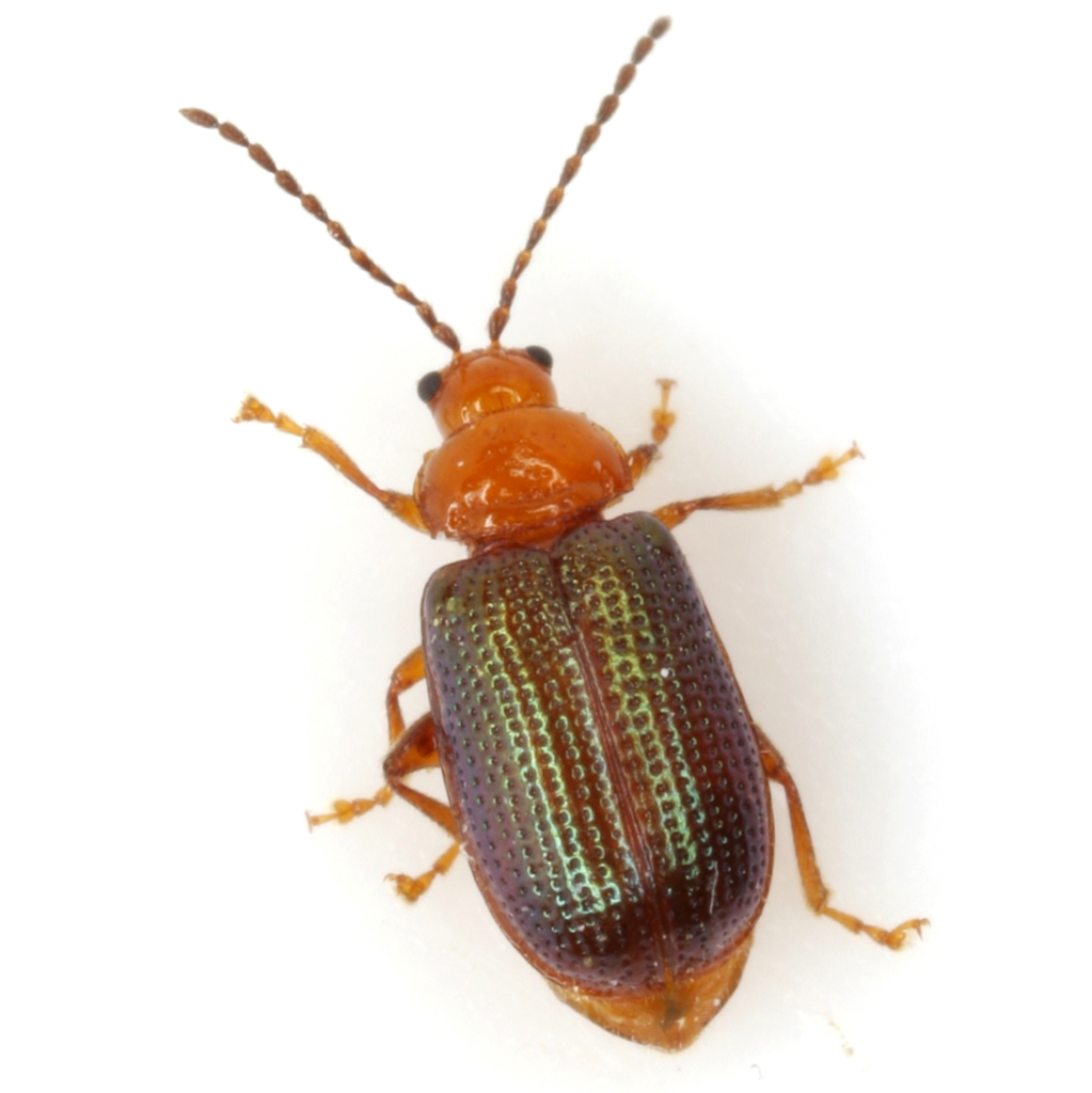 Trichaltica scabricula from Austin Nature & Science Center, Austin, TX ...