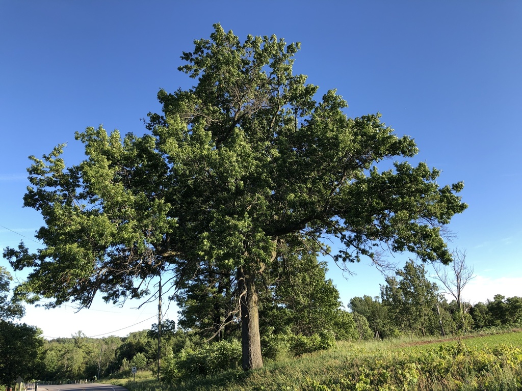 northern pin oak in June 2021 by Samuel Brinker · iNaturalist