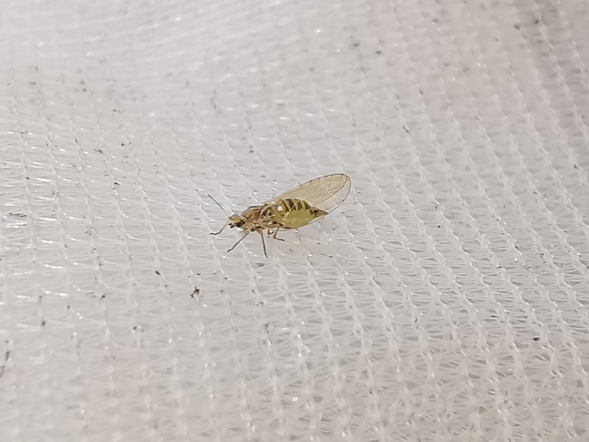 Trioza urticae (Linnaeus, 1758)