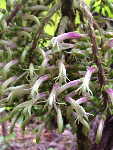Cyanea pilosa · iNaturalist