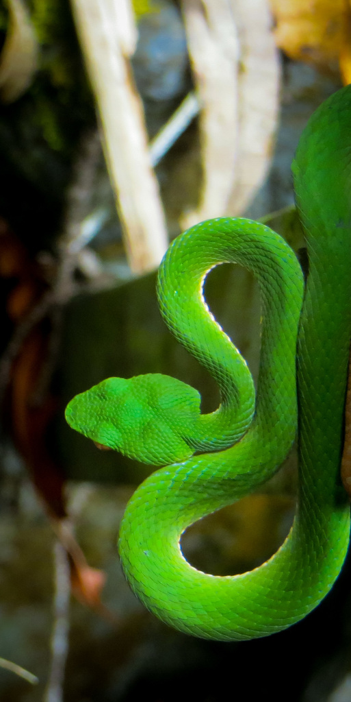 Sabah Bamboo Pitviper from Bahagian Miri, Sarawak, Malaysia on October ...