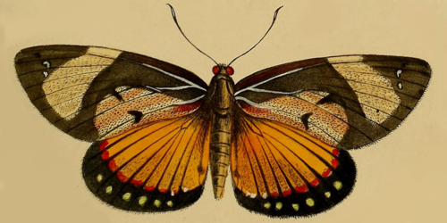 Genus Imara · iNaturalist