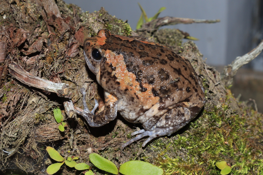 Asian Painted Frog from Sarolangun on July 12, 2020 at 09:03 PM by ...