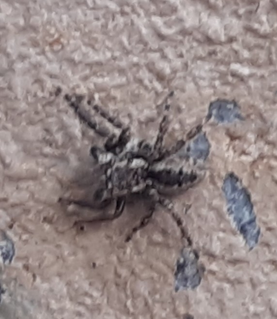 Jumping Spiders from Provincia de Cartago, Costa Rica on June 17, 2021 ...