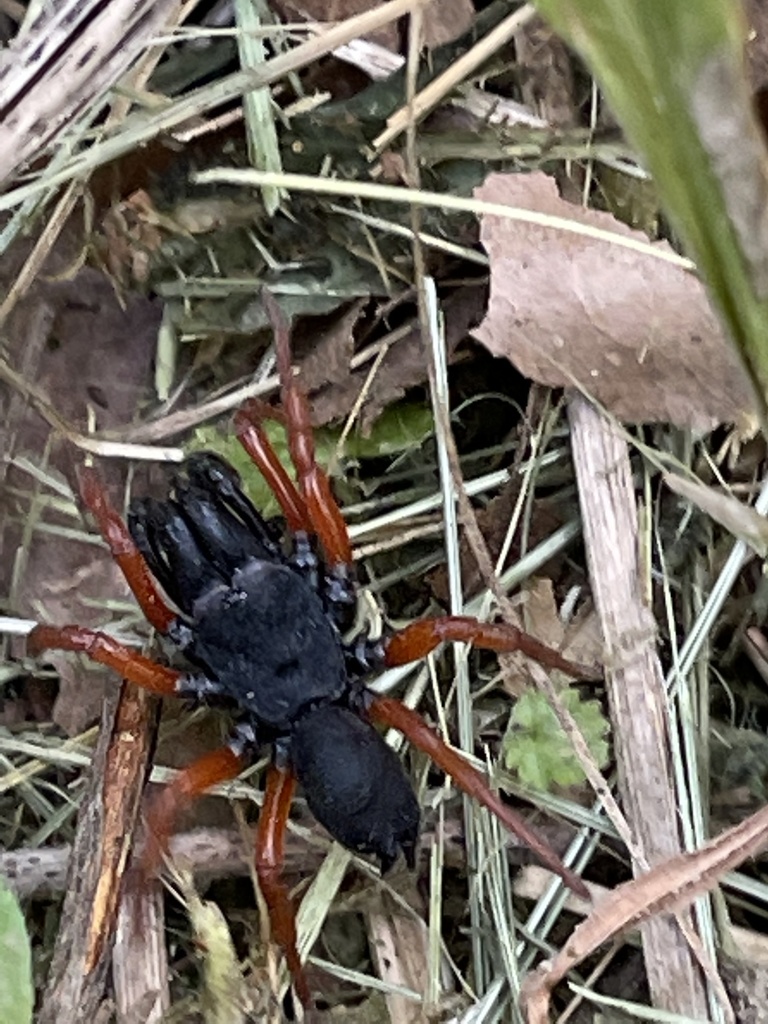 Red-legged Purseweb Spider from Columbia, MO, US on June 17, 2021 at 09 ...