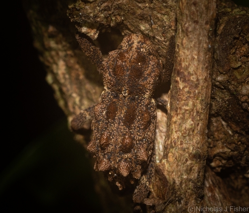 Poropterus verres · iNaturalist