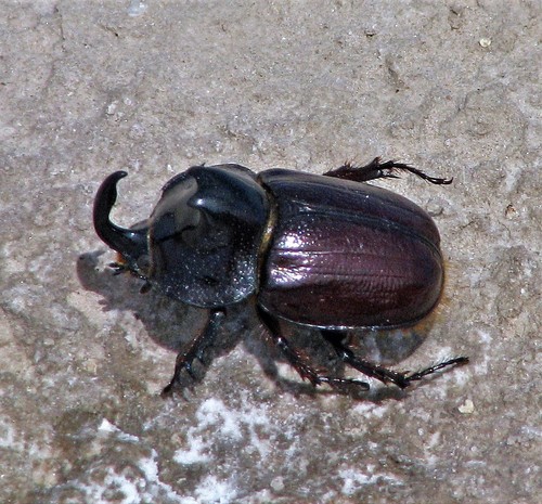 Heterogomphus gracilicornis · iNaturalist