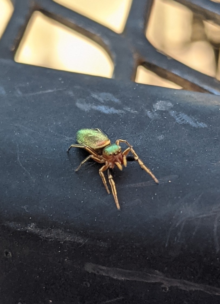 Thin-spined Jumping Spider from Parkville, MD, USA on June 17, 2021 at ...