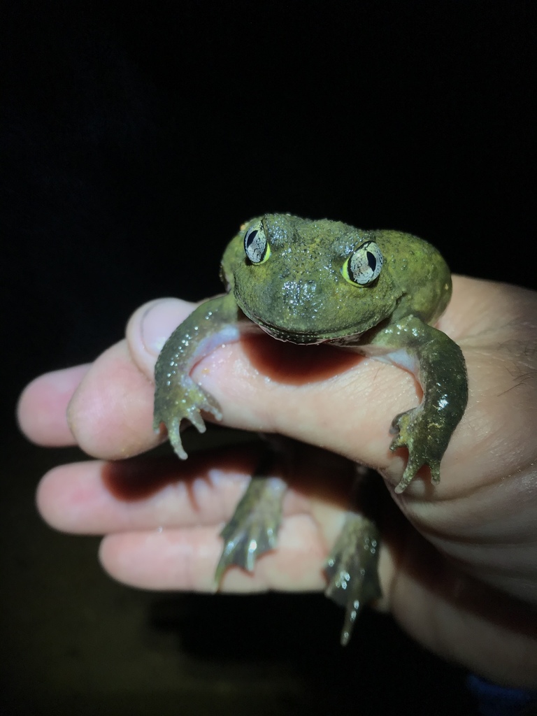 Painted Burrowing Frog from Onkaparinga River National Park, Blewitt ...