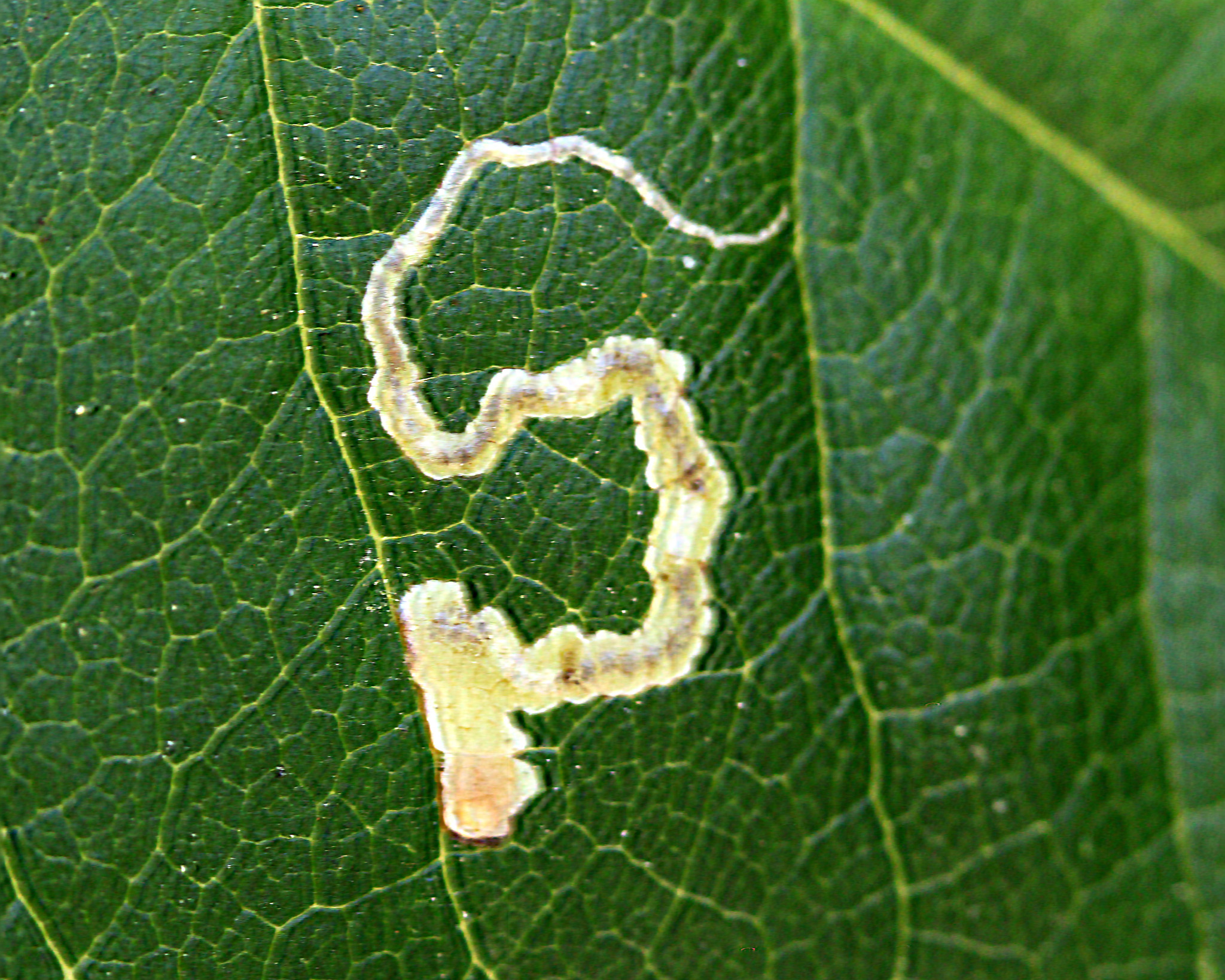 Stigmella centifoliella (Zeller, 1848) Beirne, 1945