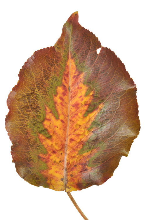 Callery pear (Invasive Plants of Maryland) · iNaturalist