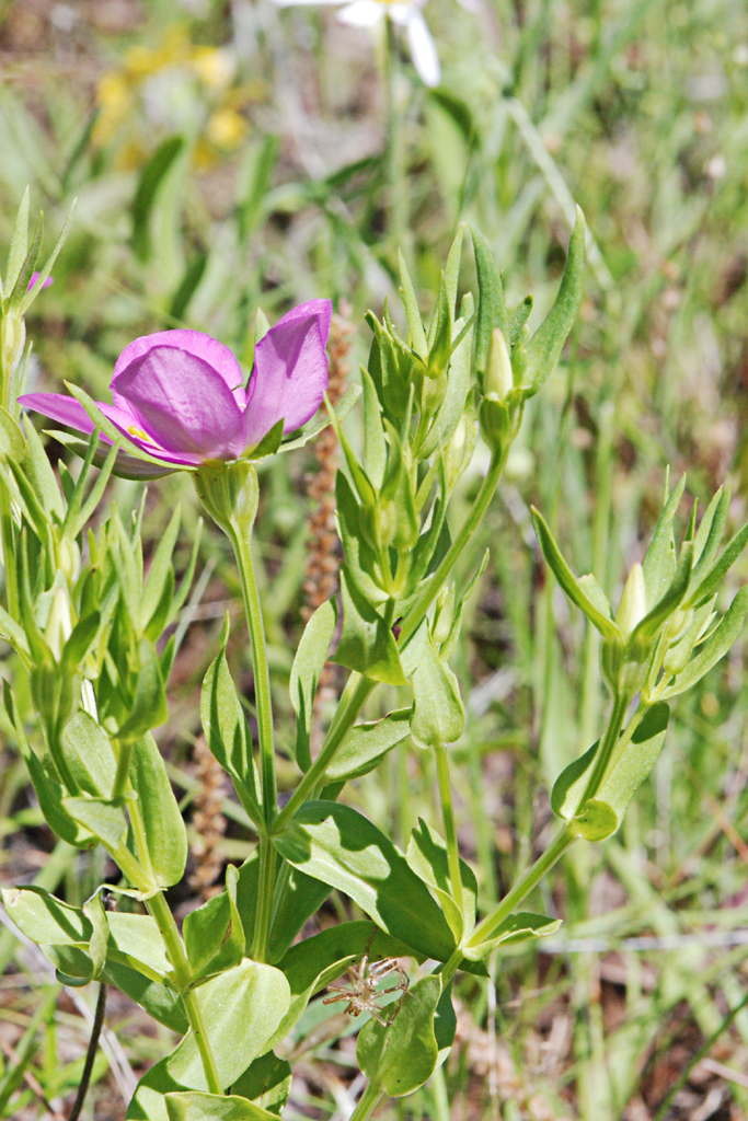 Meadow Pink (Wildflowers of Eisenhower State Park) · iNaturalist