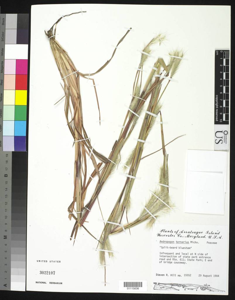 splitbeard bluestem (Nash Prairie Plants List) · iNaturalist