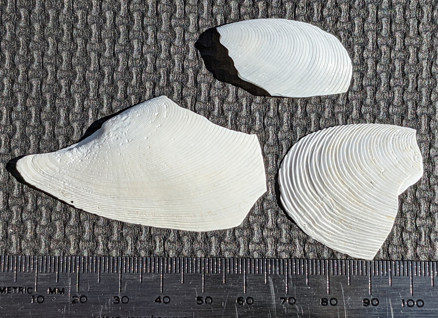 Yoldia Møller, 1842