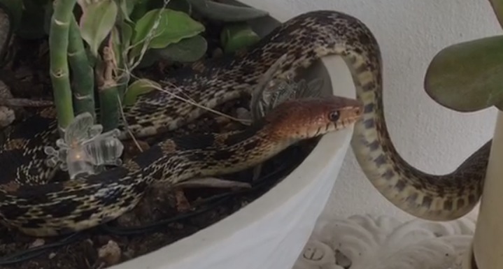 Mexican Bull Snake from Salamanca, Gto., México on June 16, 2021 at 07: ...