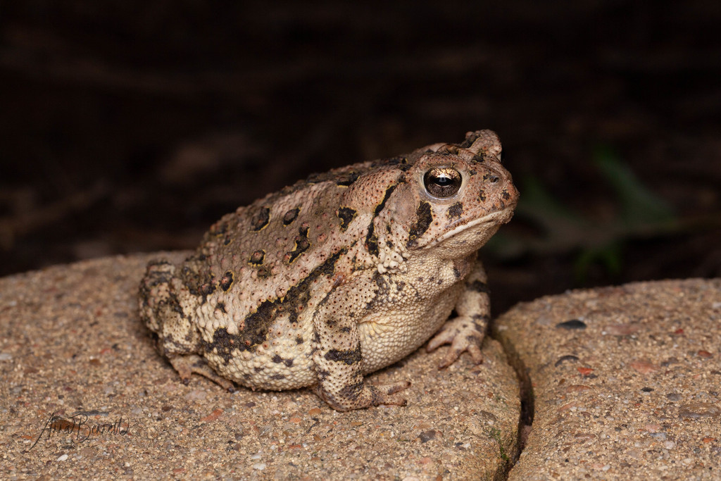 Fowler's Toad from Sawyer, OK 74756, USA on June 12, 2021 at 12:11 AM ...