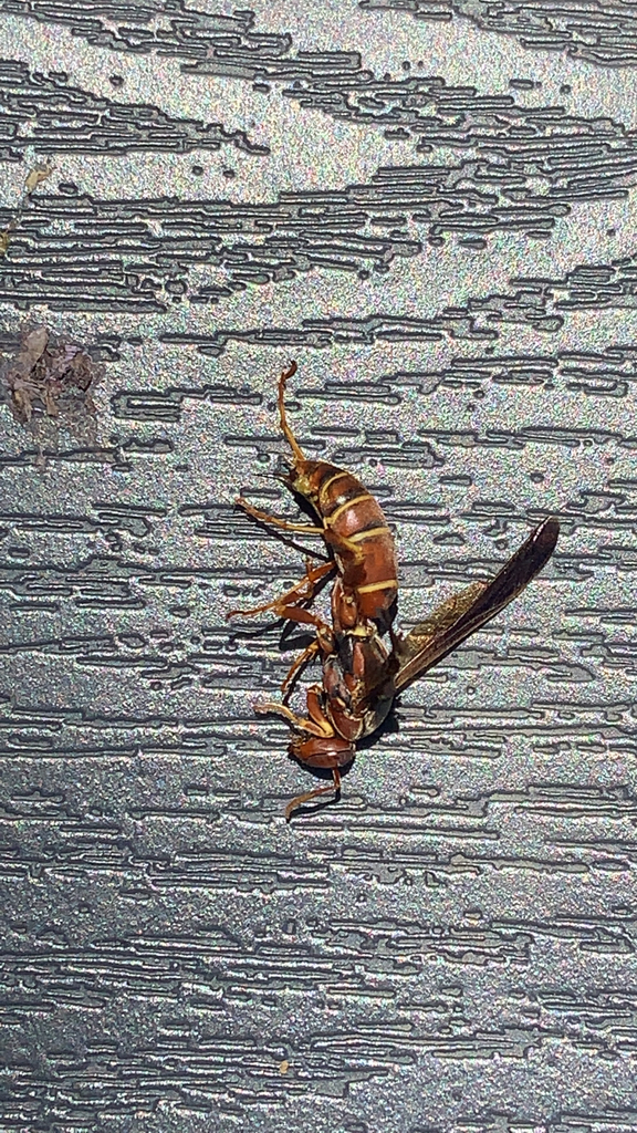 Southern Paper Wasp from Bridgeport on June 17, 2021 at 01:43 PM by ...