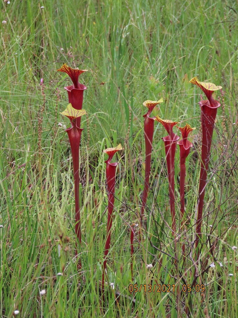 Sarracenia flava rubricorpora in May 2021 by Ludwig K. Bradley · iNaturalist