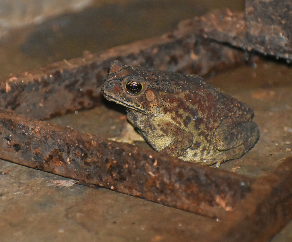 Asian Common Toad from Nellikkavu Junction on June 17, 2021 at 07:34 PM ...